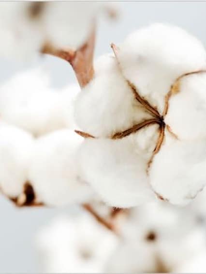Le coton biologique - Matière naturelle - C.BERGAMIA